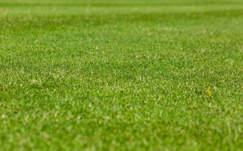 Turf Cleaning in Long Beach, CA | HaloTurf